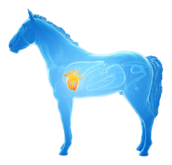 Join the Equine Cryo Revolution - FullStride Equine Cryotherapy