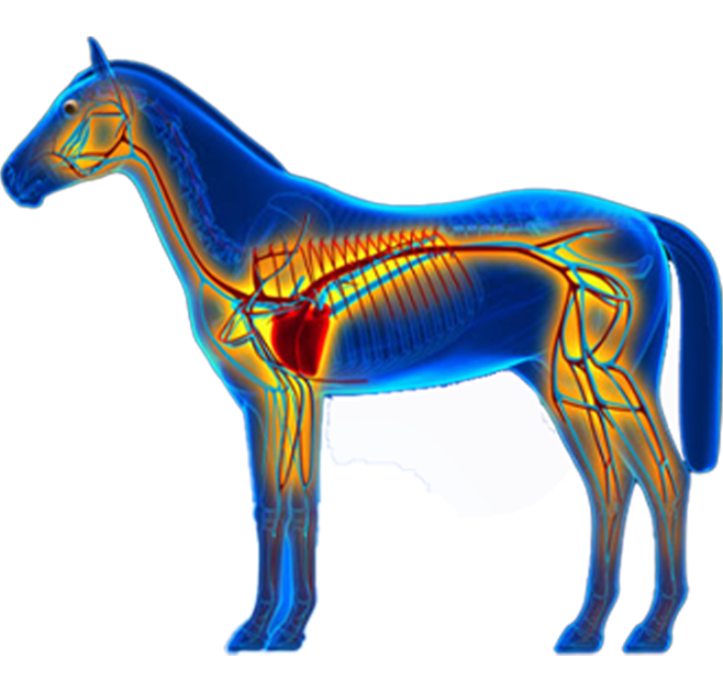 Join the Equine Cryo Revolution - FullStride Equine Cryotherapy