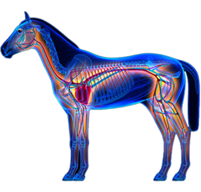 Join the Equine Cryo Revolution - FullStride Equine Cryotherapy